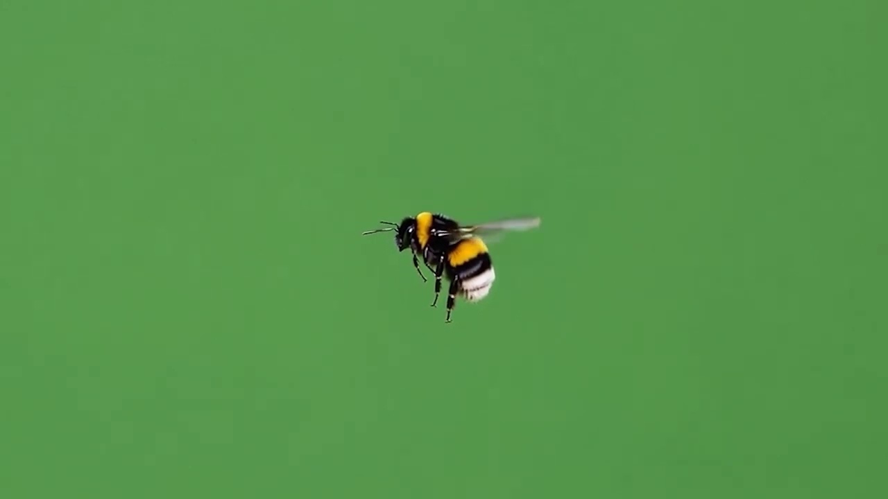 Flying Bumblebee – Free Green Screen Stock Footage LOOPED VFX ANIMATION