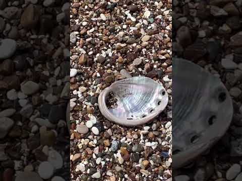 Baby abalone shell. #abalone #shell #beach