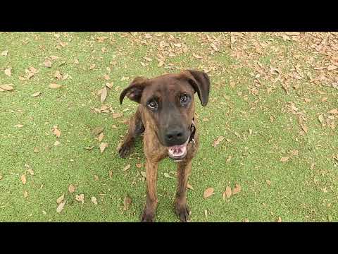Hula A899314 #austinanimalcenter #plotthound
