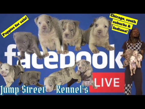How to advertise & market puppies for sale on facebook live for free!