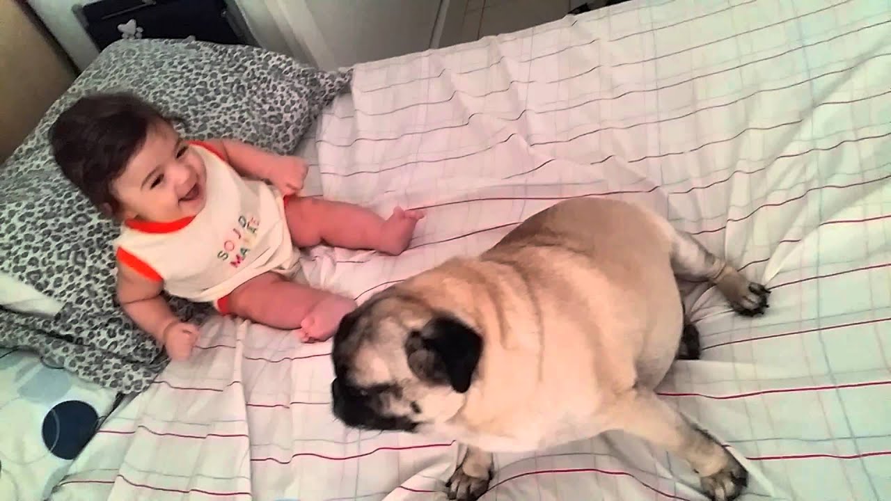 Baby smiling of fat pug