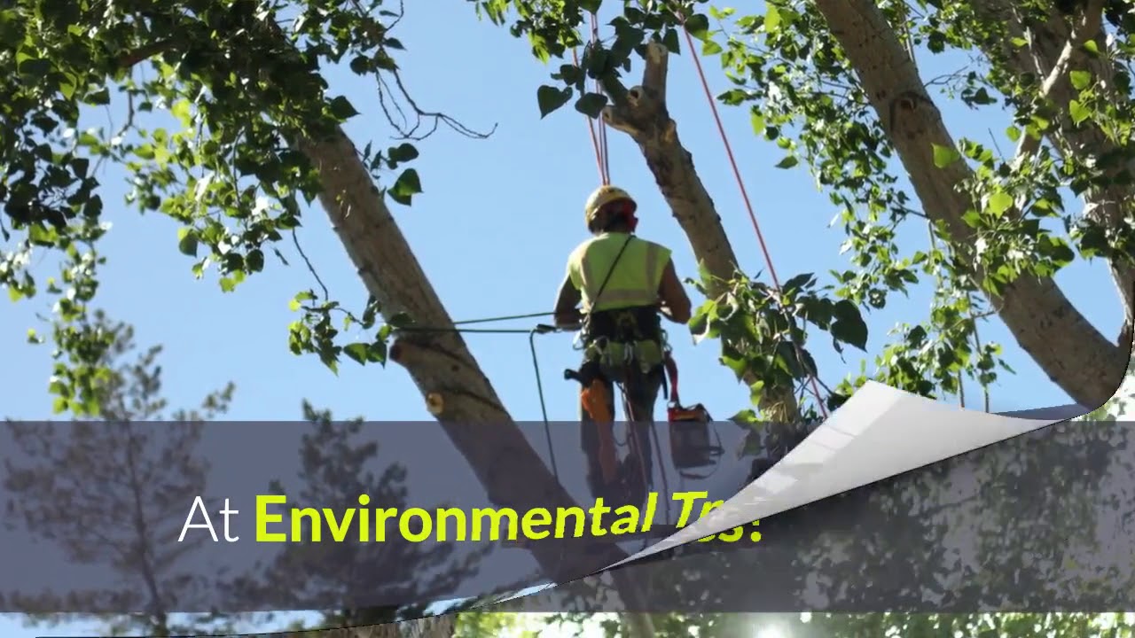 Tree Removal Denver Service