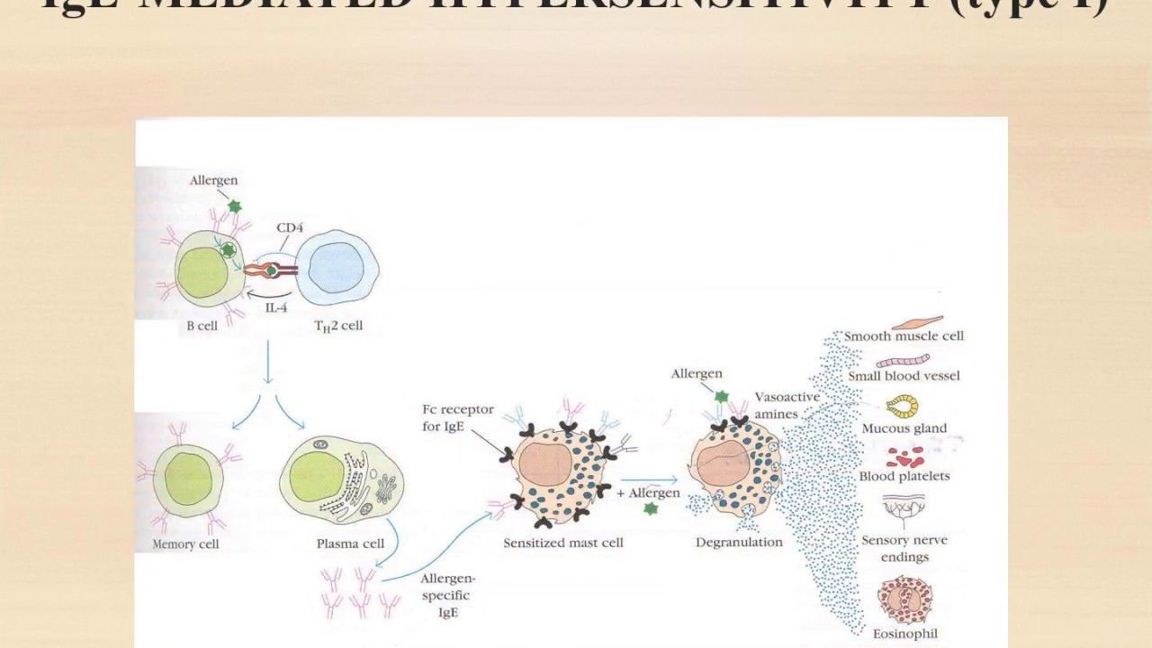Hypersensitivity Reactions PPT (Slide Presentation)