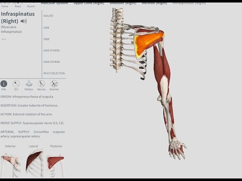 ONE OF THE MOST COMMONLY TORN ROTATOR CUFF MUSCLES: The Infraspinatus | OBTS