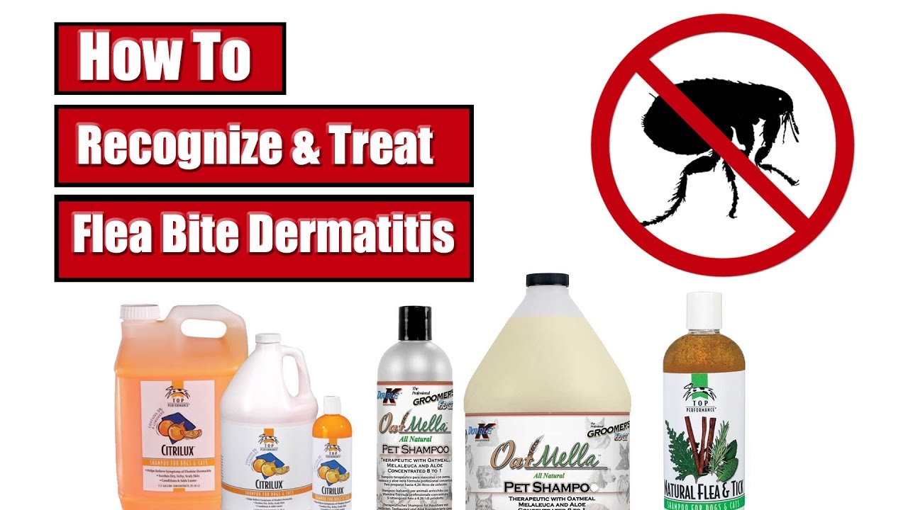 Flea Bite Dermatitis Treatment