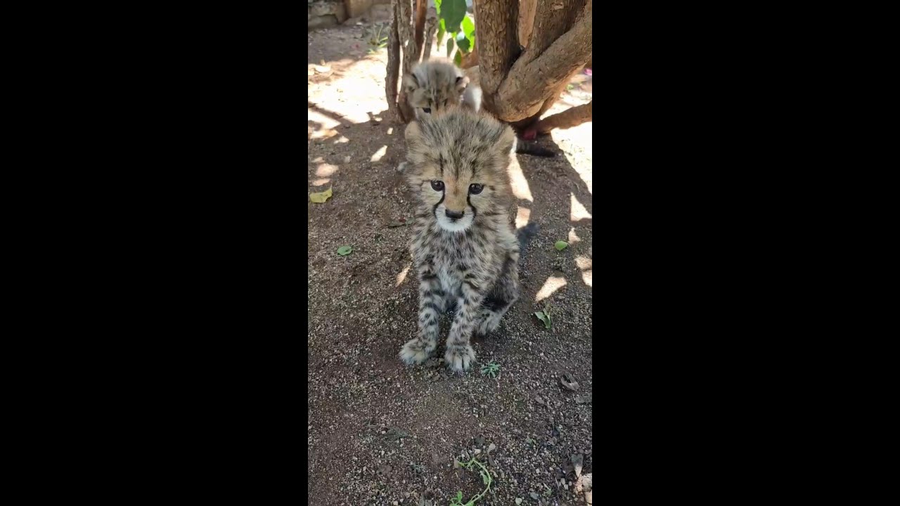 Cheetah Cubs in Namibia