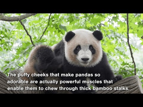 Five Fascinating Facts about Pandas - Never Stop Learning