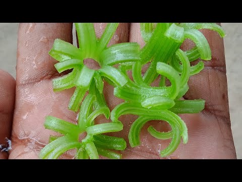 How to make Amazing๐ Flowers of Pumpkin ๐ leaf๐..... #like #share #subscribe
