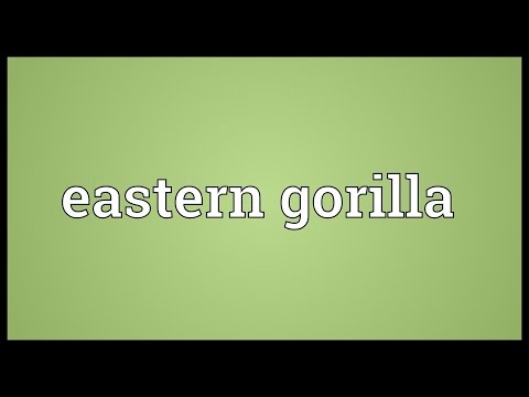 Eastern gorilla Meaning
