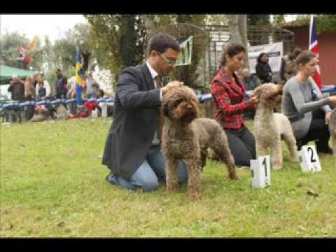 raduno club lagotto romagnolo