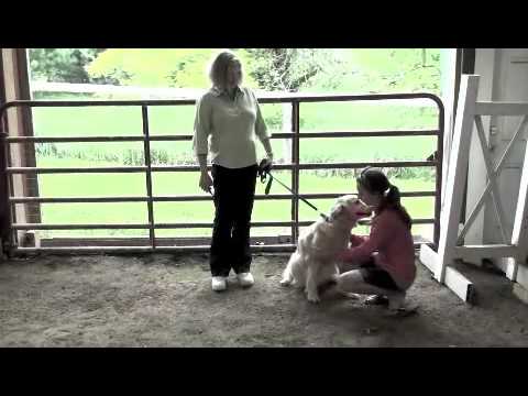 SIT MEANS SIT CLEVELAND-AKRON, Canine Good Citizen Testing Preparation #3
