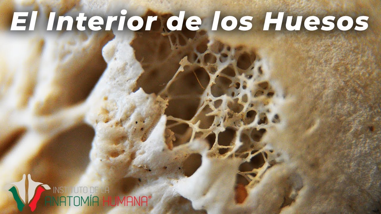 Como TUS HUESOS te mantienen vivo