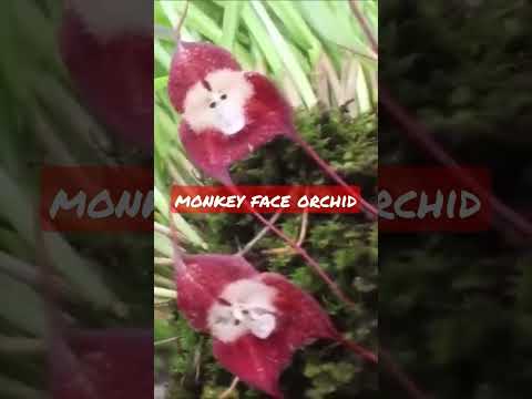 Niezwykłe rośliny - #monkey #face #orchid