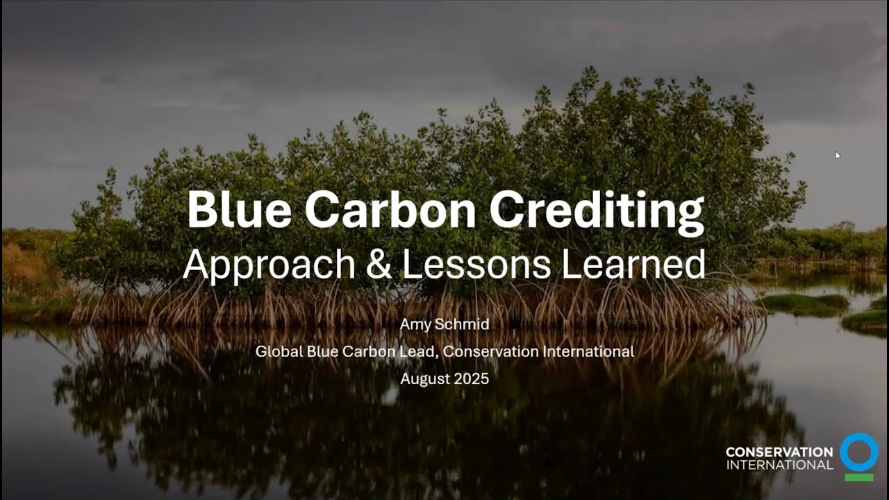 Amy Schmid: Blue Carbon Crediting | International Blue Carbon & Wetlands Conference 2025