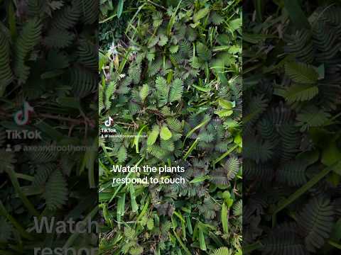 Watch Plants Respond to Touch! Thigmotropism