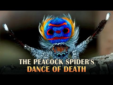 The Dance of Death and Life: The Peacock Spider's Exquisite Patterns and the Unique Courtship Dance
