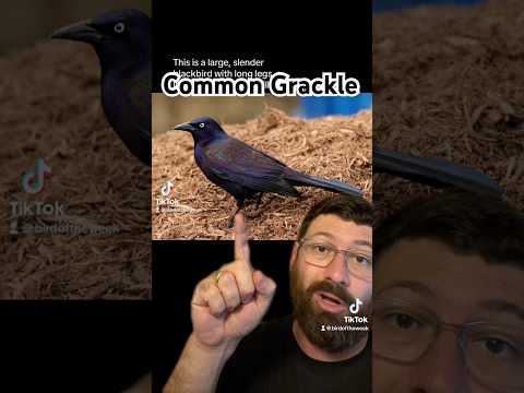 The Bird of the Week this week: Common Grackle!