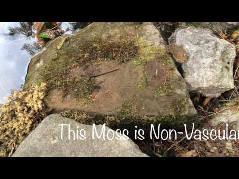 Vascular & Nonvascular Plants