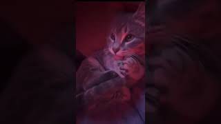 Gray Tabby Cat Biting Watch HD Mp4 Video Download Free