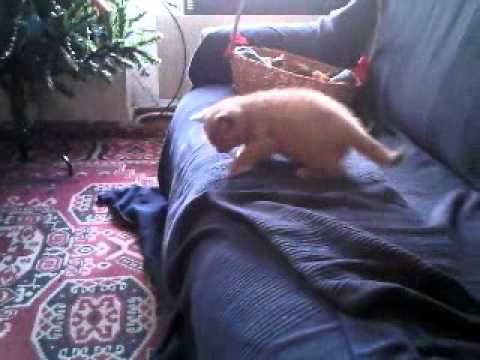 VID 00000-20101227-1016.3GP