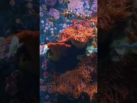 Aquarium 4K Live Wallpapers