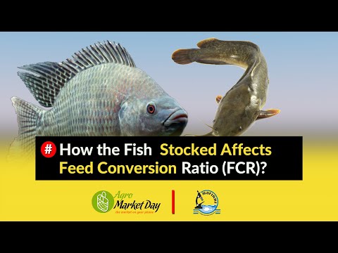 How the Fish Stocked Affects Feed Conversion Ratio (FCR)? || Feeds and Feeding Fish