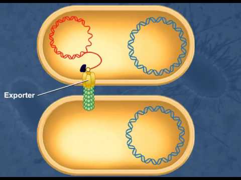 Bacterial Conjugation