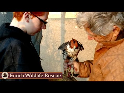 To Be a Falconer | Sponsor | Ep. 4
