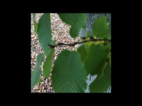 Carpinus betulus Fastigiata