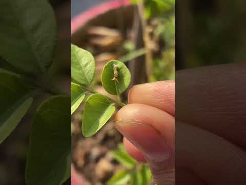 Raising caterpillars 🐛🦋#animals #shorts #cuteanimals #caterpillar #butterfly #pets #love 💛✨