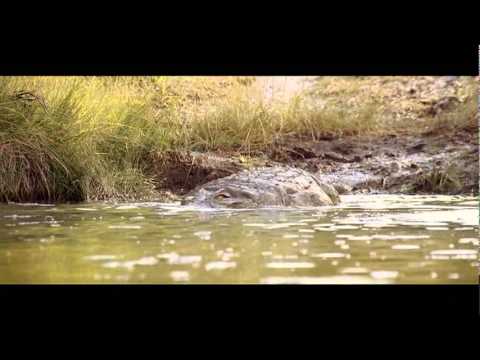 Animal Watering Hole - Full length