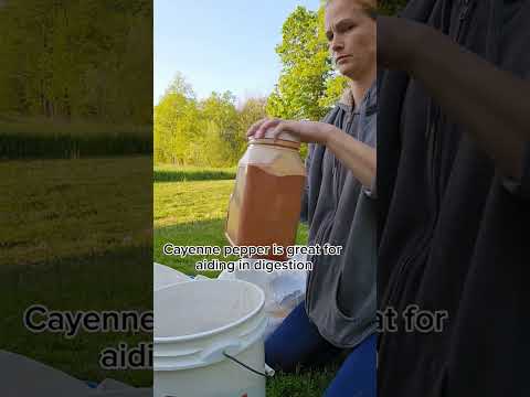 How to Ferment Feed P1 (and save money!) #shorts #chicken #quail #homestead