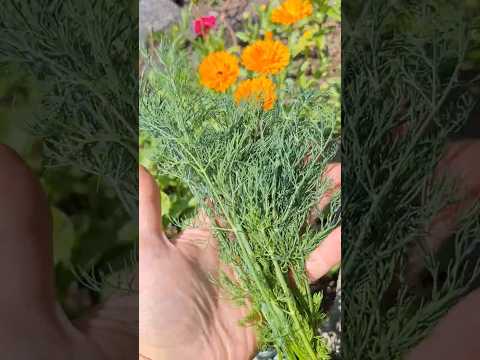 Harvesting Dill For Leaves #gardentips #gardening #dill #harvestingdill #harvest #howto