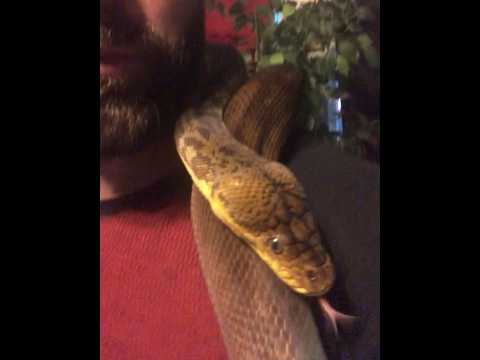 The TIMOR Python is a stunning creature 🐍 #shortsvideo #reptile #snakes