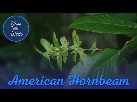 Tree of the Week: American Hornbeam