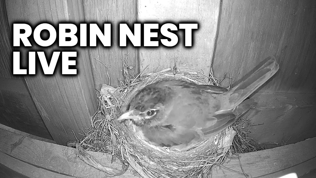 Robin Nest Live Stream 5/16/2026 Night