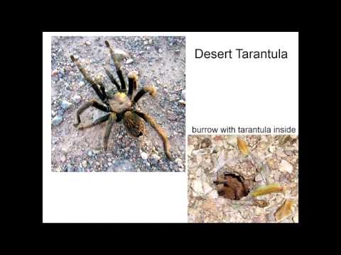 Kurt Leuschner - Amazing Insects of the Desert