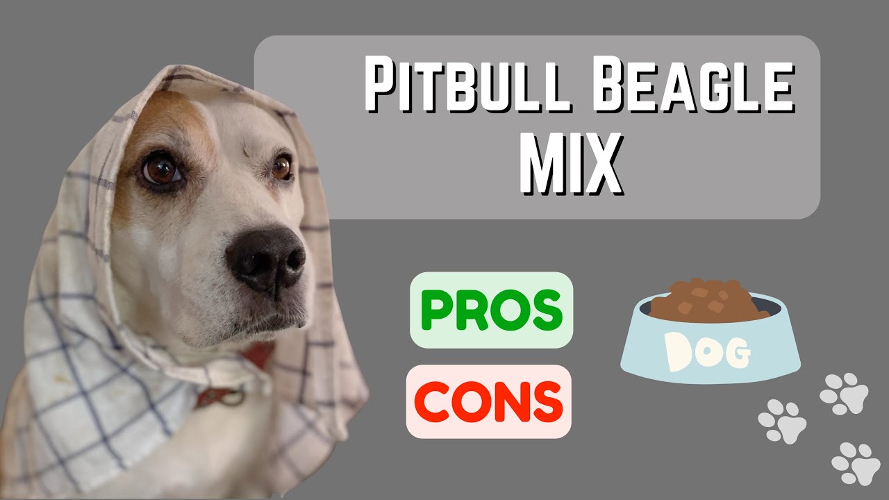 Pitbull Beagle Mix: Strong and Determined! Pros & Cons!