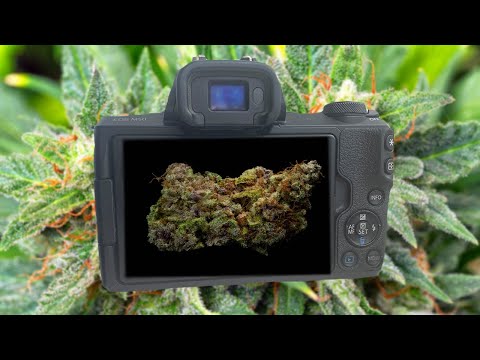 Cannabis Photography Setup & Basics - How To Photograph Marijuana