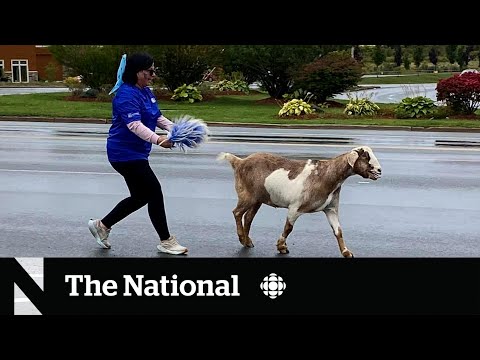 Goat Named “Joshua” Jumps In a Half Marathon And Gets A Medal - Mix 103.1