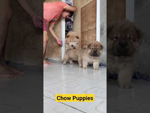 Chow Chow Puppies