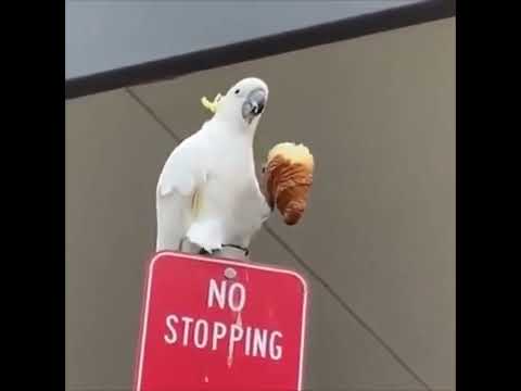 A french parrot on an English sign