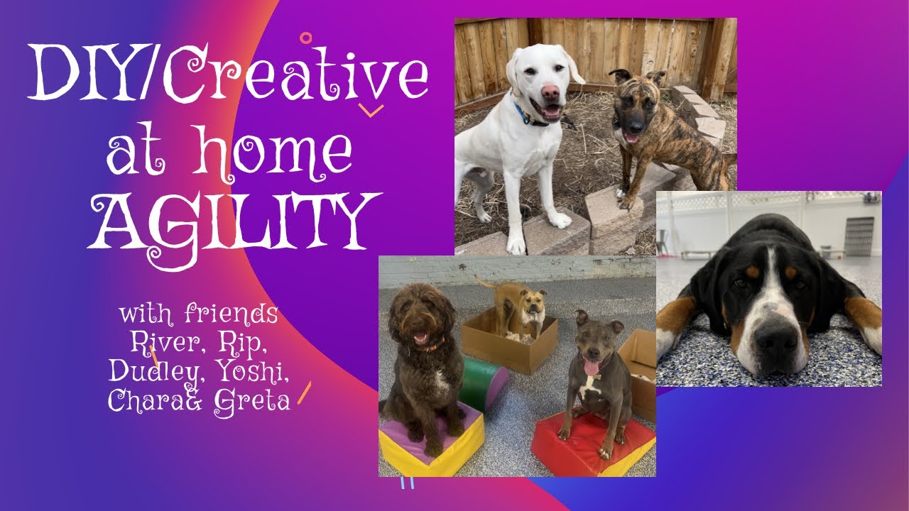 DIY Dog Agility Training at Home | Creative Obstacle Course Ideas | featuring THE PAW SQUAD
