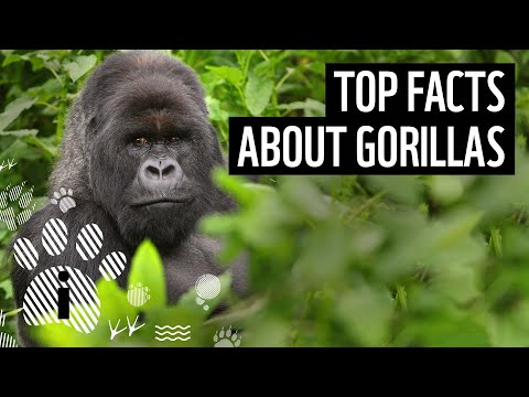 Top 10 Mountain Gorilla Facts | Animal Fun Facts | WWF