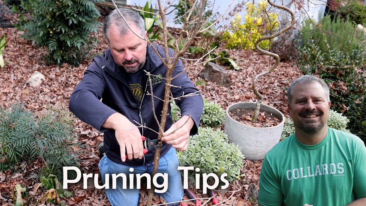 Winter Pruning Tips