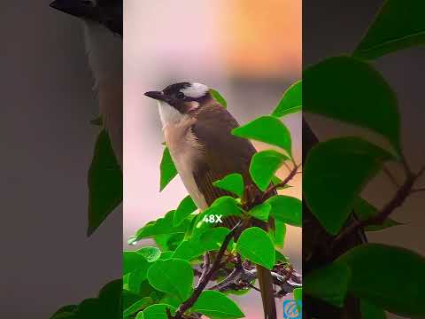 🦜20-60x zoom telephoto lens bird photography.🛒Shop link in bio.#shorts #mobilephotography #phone