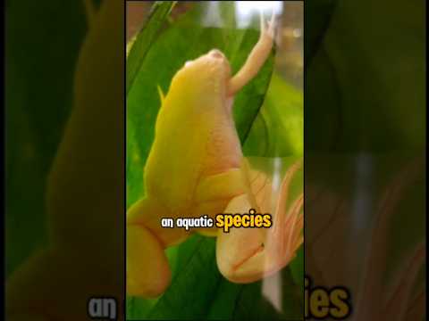 Why is the African clawed frog a problem? #animal #fact