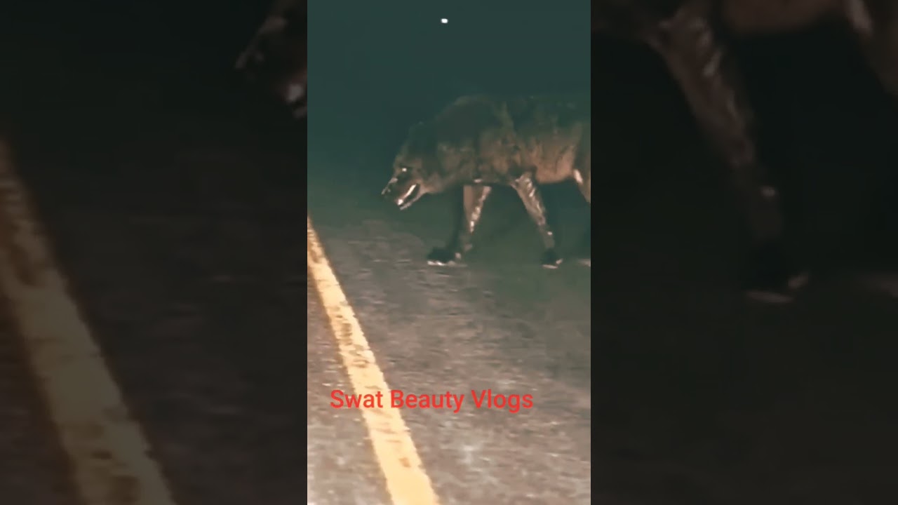 Black Wolf #king #animals #snowfall