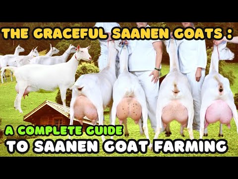 The Graceful Saanen Goat A Complete Guide to Saanen Goat Farming | Goat Tips!