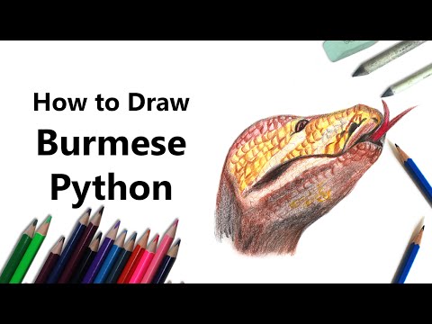 How to Draw a Burmese Python with Color Pencils [Time Lapse]